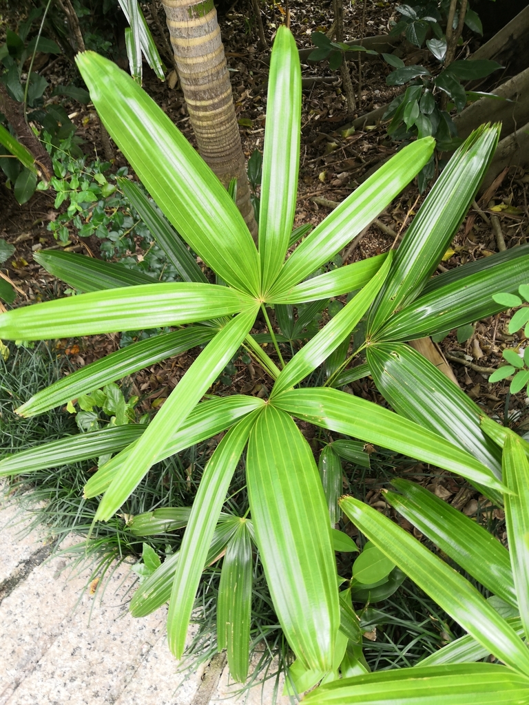Little Lady Palm from 香港馬鞍山烏溪沙村 on July 9, 2022 at 11:25 AM by Nelson ...