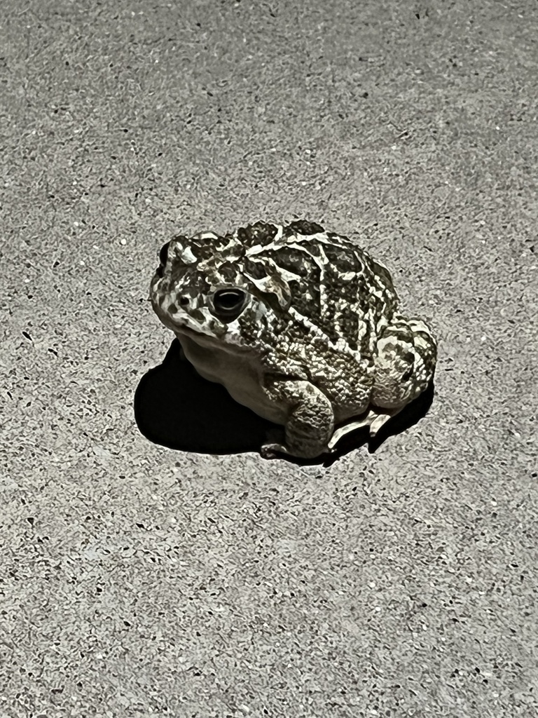 Great Plains Toad from Badlands National Park, Long Valley, SD, US on ...