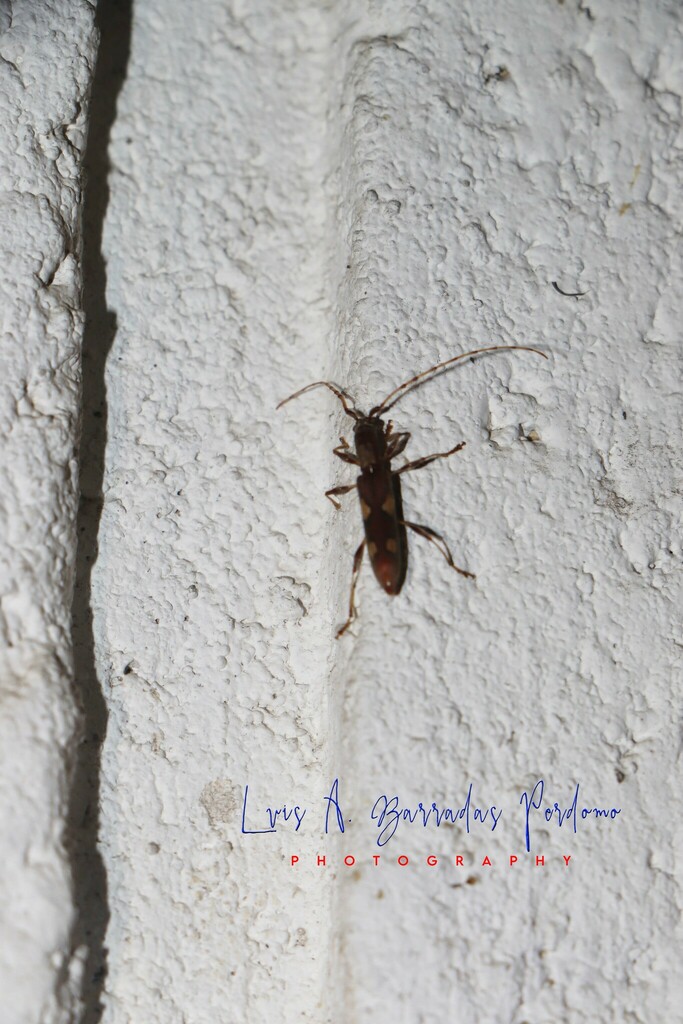 Neocompsa alacris from Rancho El Sinaí, Piedra de Agua, Jilotepec, Ver ...