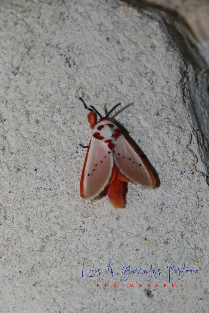 Trosia from Rancho El Sinaí, Piedra de Agua, Jilotepec, Ver., México on ...