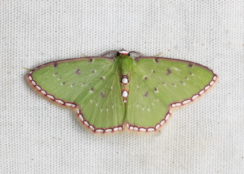 Lissochlora bellimargo · iNaturalist