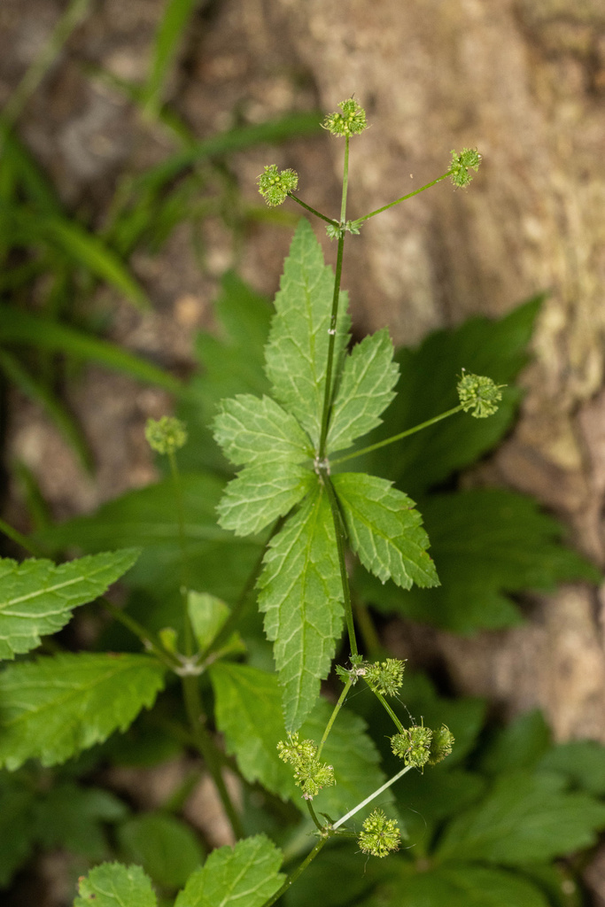 Clustered Sanicle from LaTourette Park & Golf Course, New York, NY, US ...