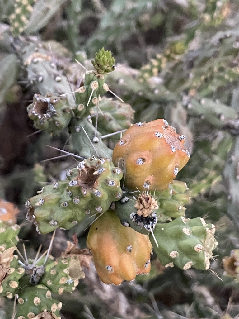 chollas from W Pebble Creek Dr, Oro Valley, AZ, US on July 08, 2022 at ...