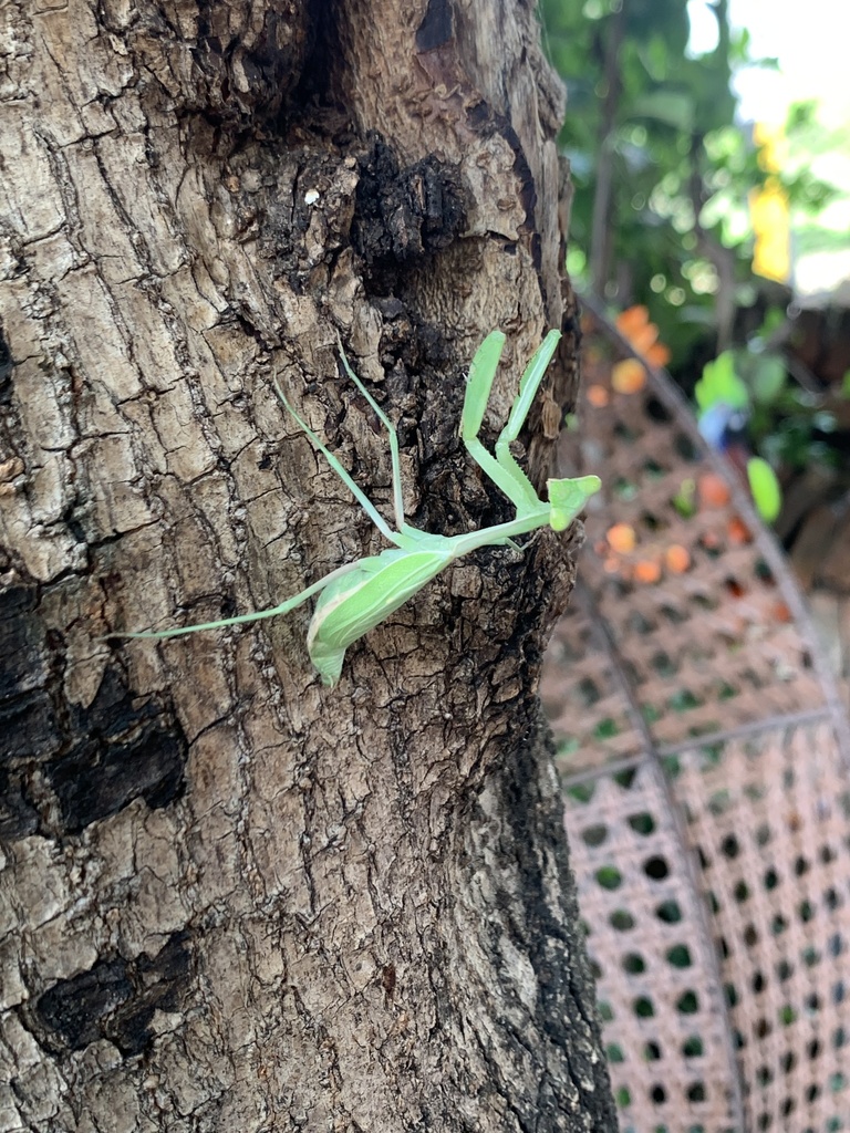 Arizona Mantis from Ameca, JAL, MX on July 08, 2022 at 02:34 PM by Gael ...