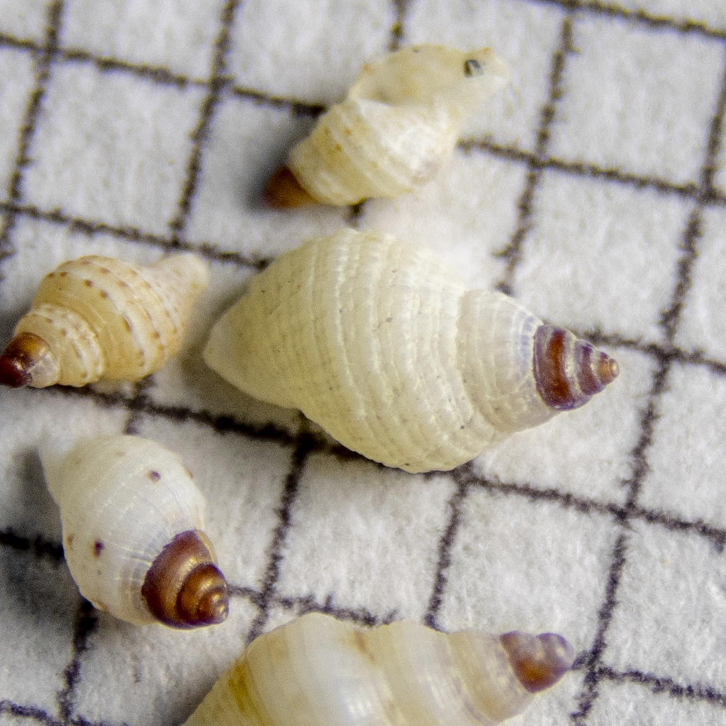 Cart-Rut Shell from Cape Reinga 0484, New Zealand on May 01, 2022 by ...