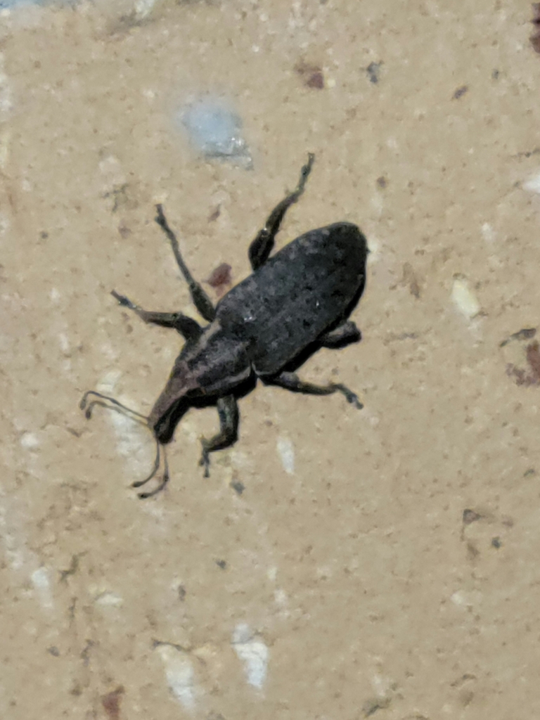 True Weevils from Lafayette County, US-MO, US on July 08, 2022 at 11:59 ...