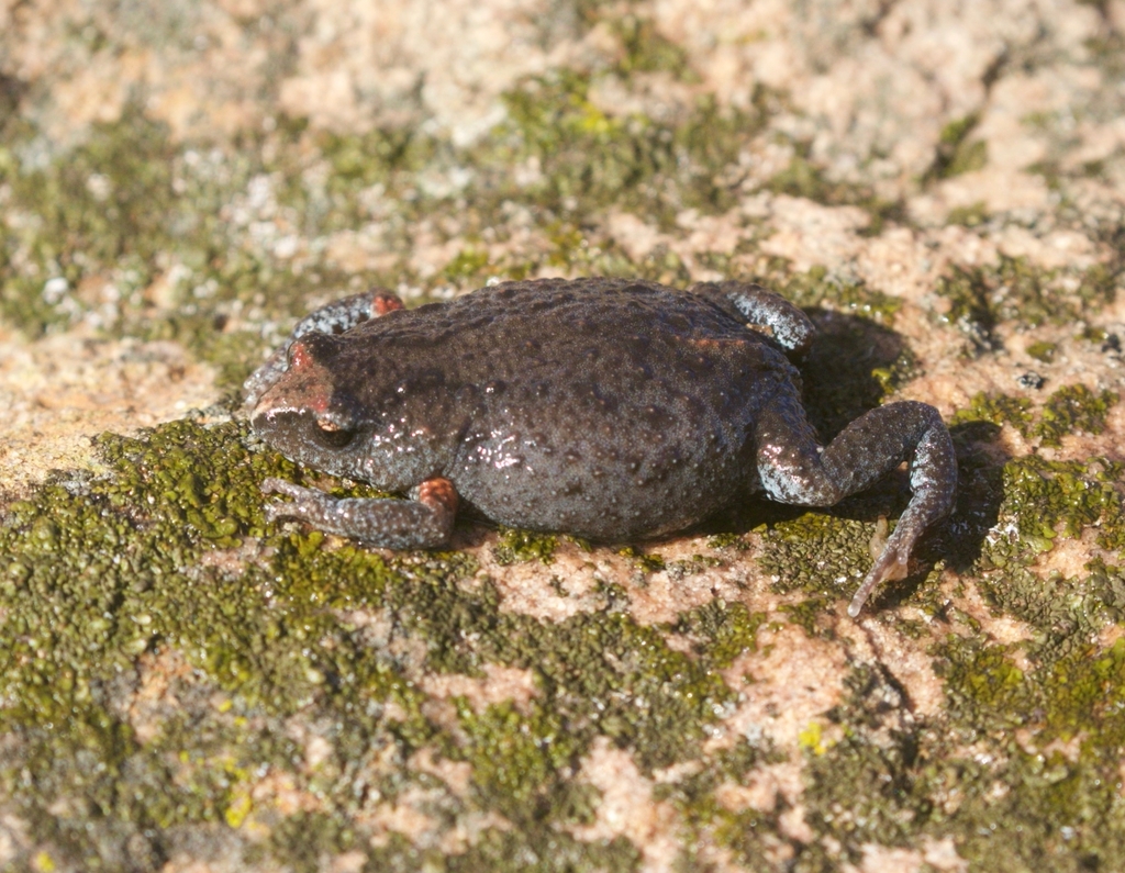 Brown Toadlet from Telowie SA 5540, Australia on June 26, 2022 at 11:17 ...