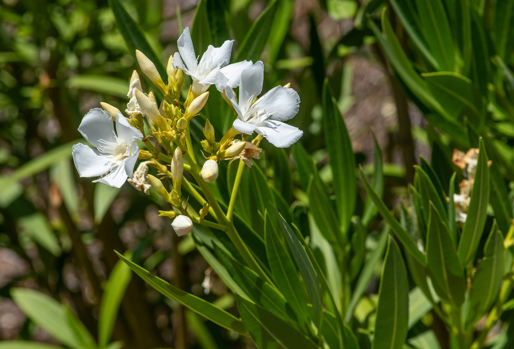 oleander from Los Angeles County, CA, USA on July 08, 2022 at 12:17 PM ...