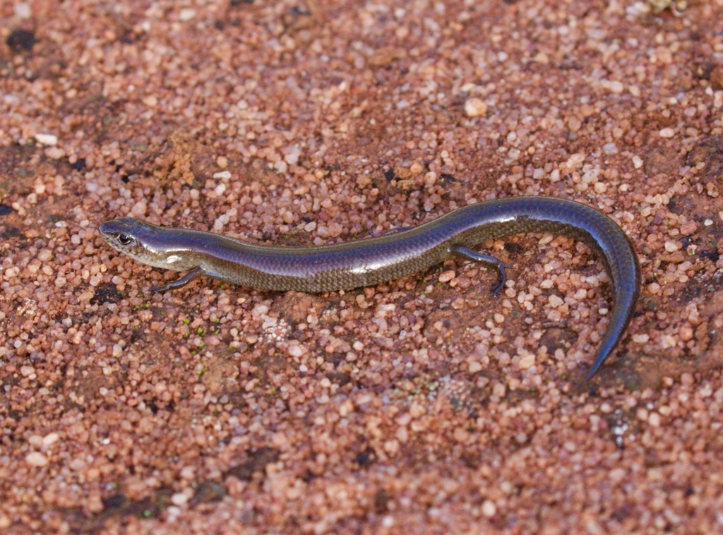 Triodia Earless Skink from Middleback Range SA 5609, Australia on June ...