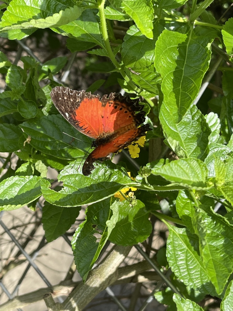 Red Lacewing Butterfly from Luzon, Amadeo, Cavite, PH on July 02, 2022 ...