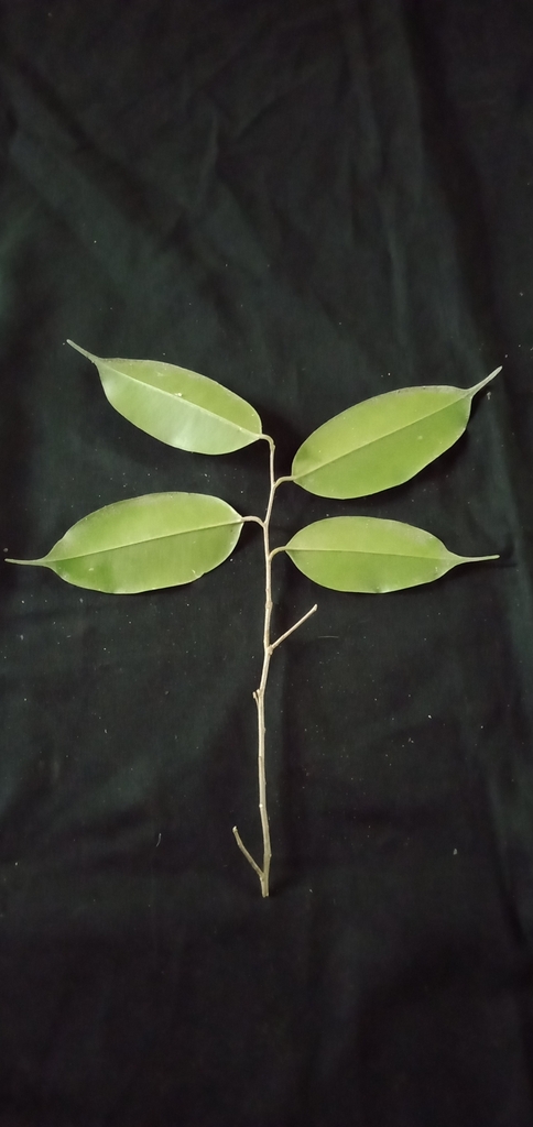 Dryobalanops aromatica in March 2022 by arnold ferdinand · iNaturalist