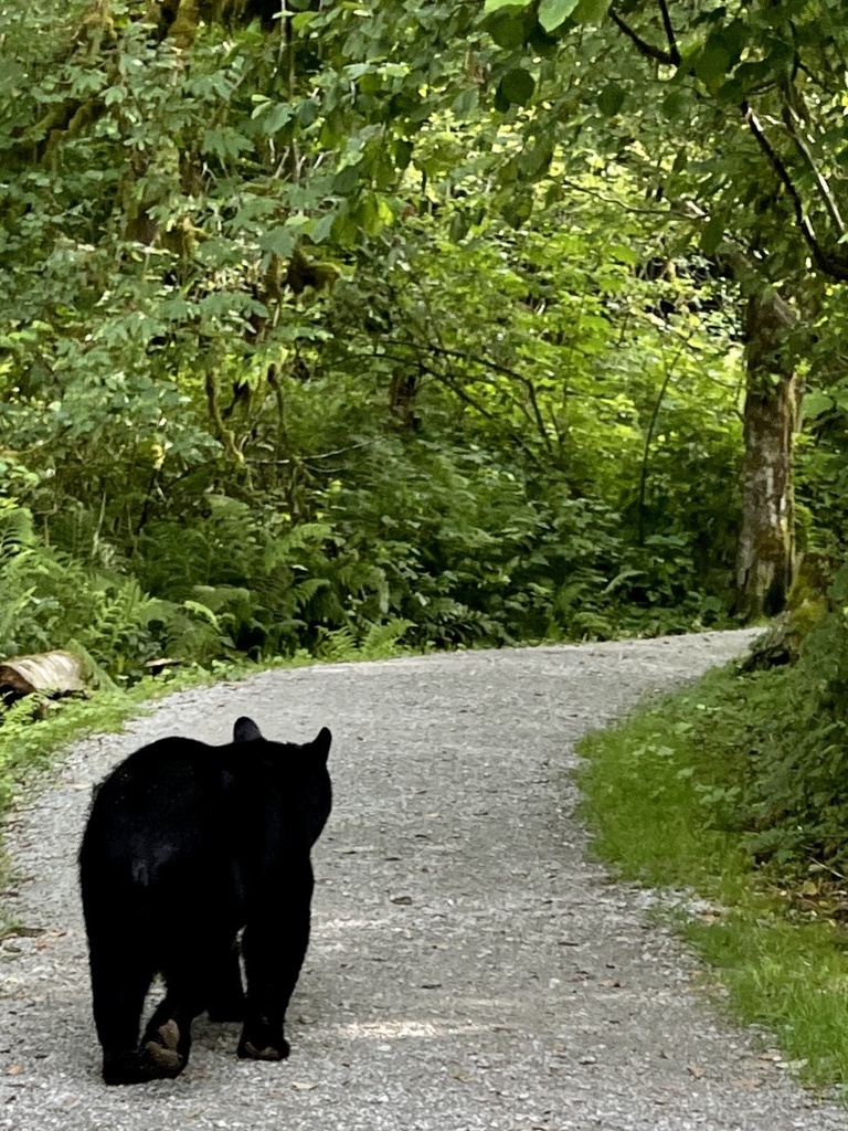 American Black Bear from Burke Mountain, Coquitlam, BC, CA on July 07 ...