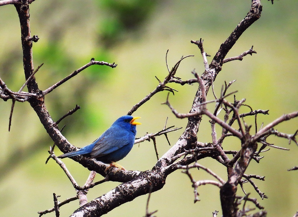 Blue Finch in October 2015 by Aline Horikawa · iNaturalist