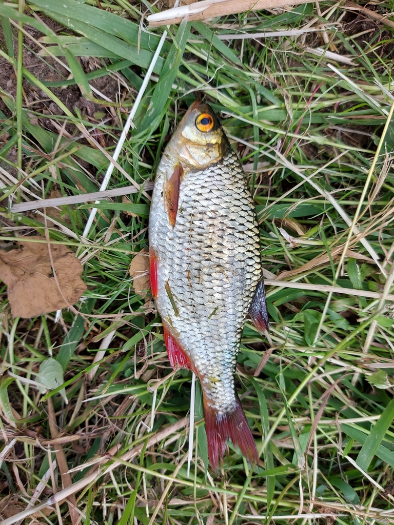 Rudd from 89478, Lietuva on July 09, 2022 at 01:08 PM by Renata ...