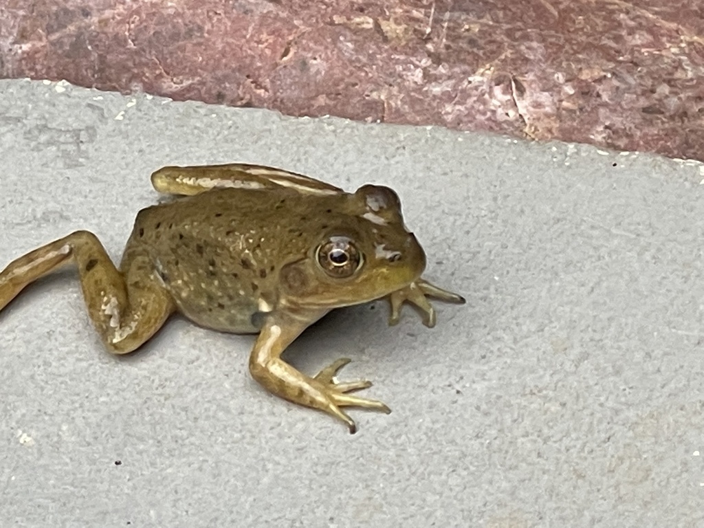 American Bullfrog from Old York Rd, Rock Hill, SC, US on July 09, 2022 ...