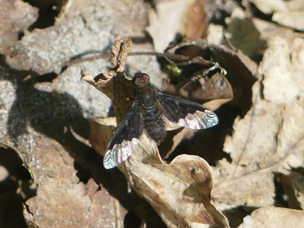 Black Banded Bee Fly in June 2022 by Romain Clément · iNaturalist