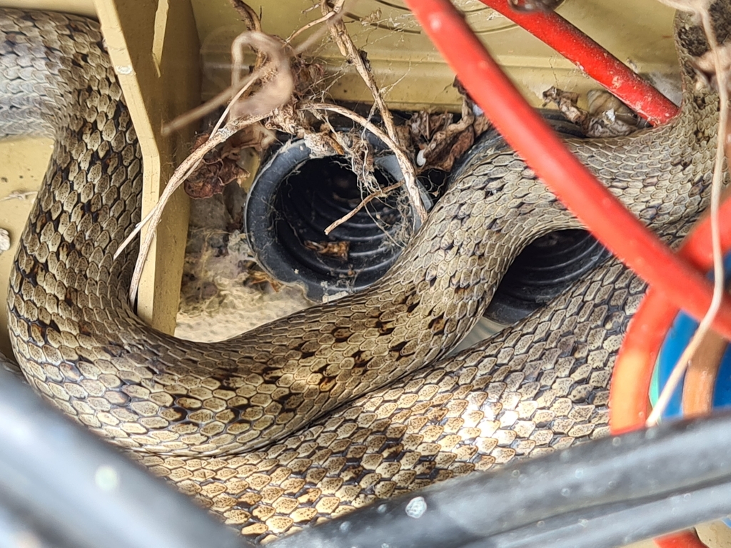 Smooth Snake from Cetățeni 117240, Romania on July 9, 2022 at 12:41 PM ...