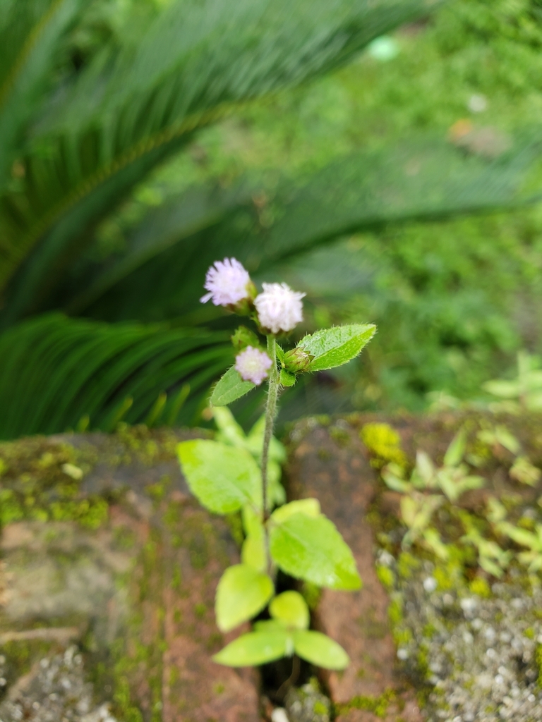 billygoat weed from P9F3+5W7, Kathmandu 44600, Nepal on July 09, 2022 ...