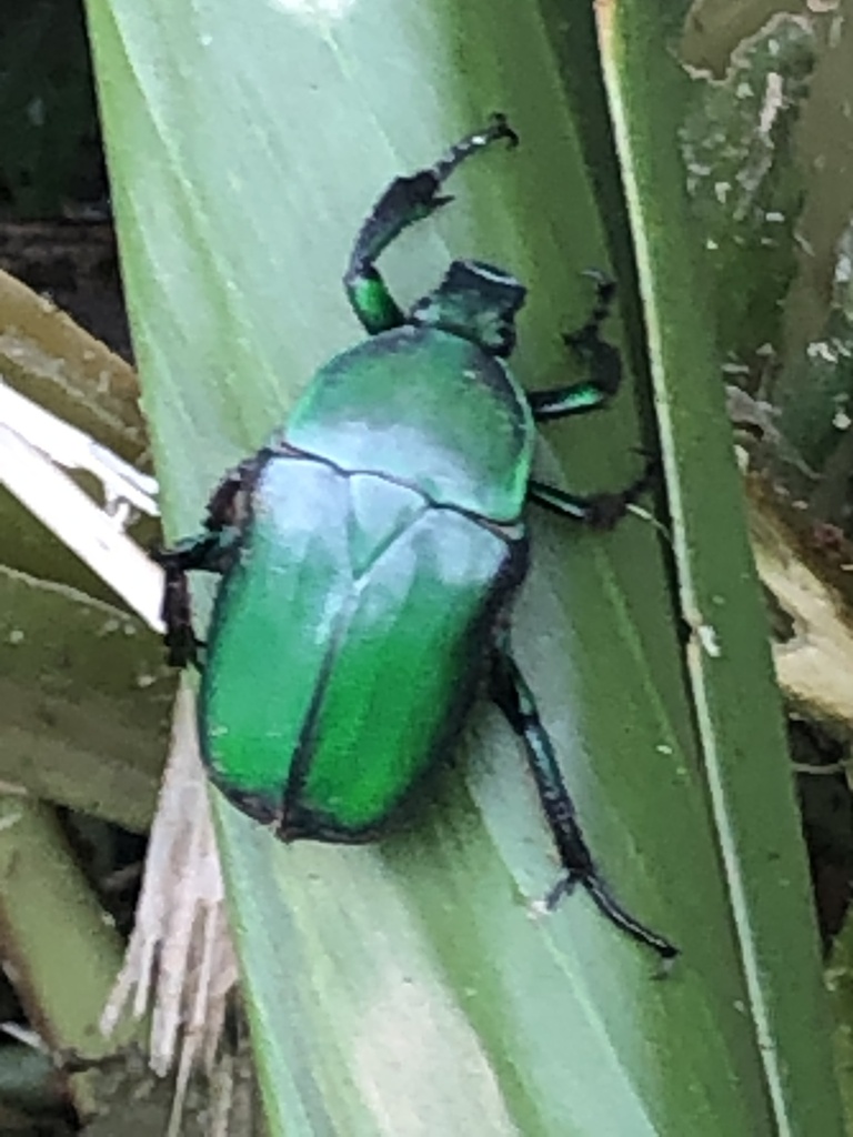 Goliath Beetles, Drone Beetles, and Allies from 大雪山540林道, 和平區, TW on ...