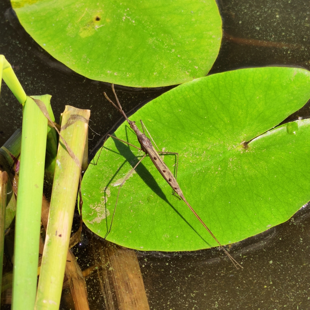 Ranatra linearis from Тверская обл., Россия, 171502 on July 09, 2022 at ...