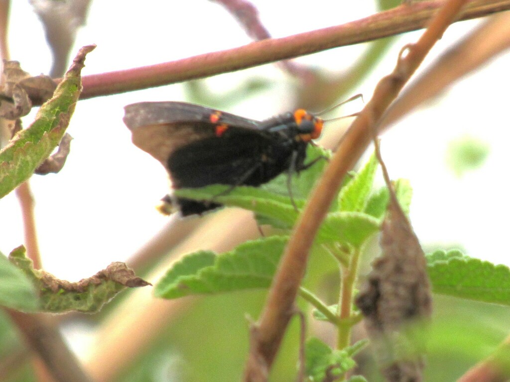 Southern Guava Skipper from Bocaiúva - MG, 39390-000, Brasil on June 21 ...
