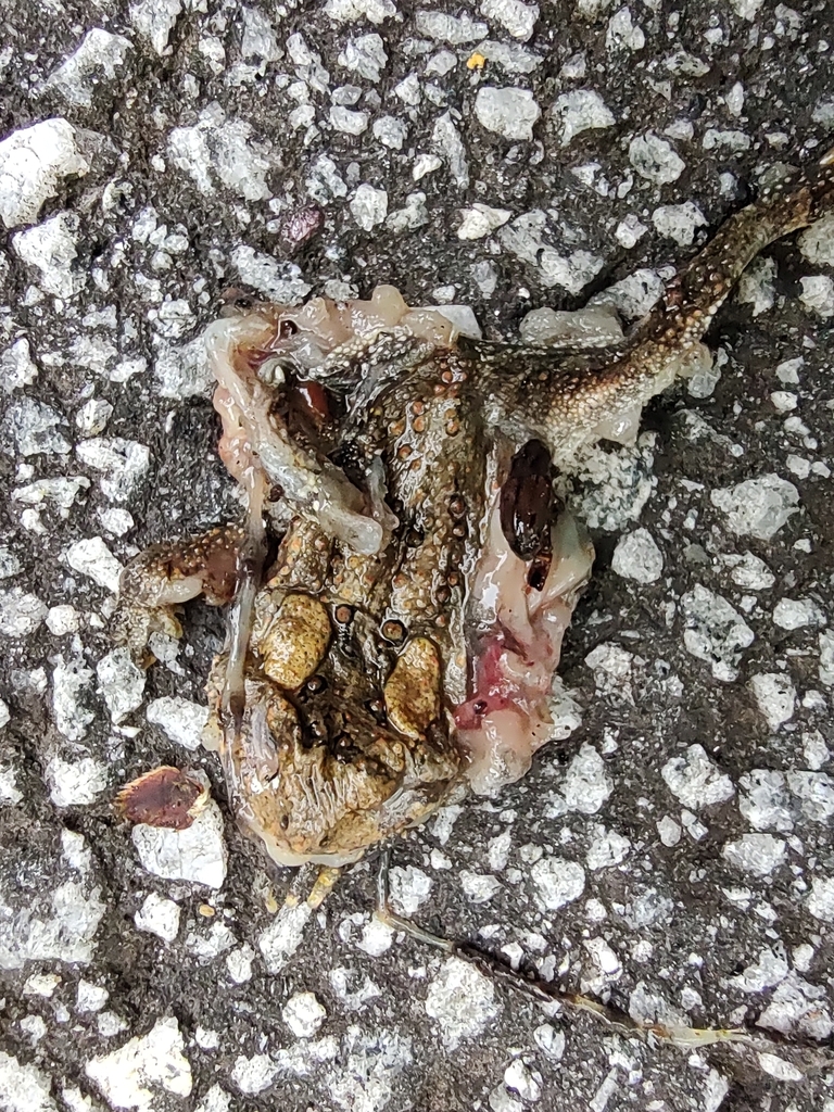 American Toad from Taylors, SC, USA on July 09, 2022 at 08:21 AM by Jim ...