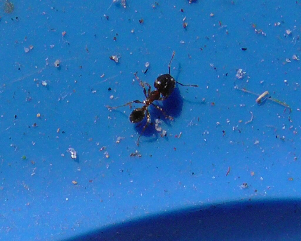 Big-headed Ants from Watsonville QLD 4887, Australia on July 09, 2022 ...