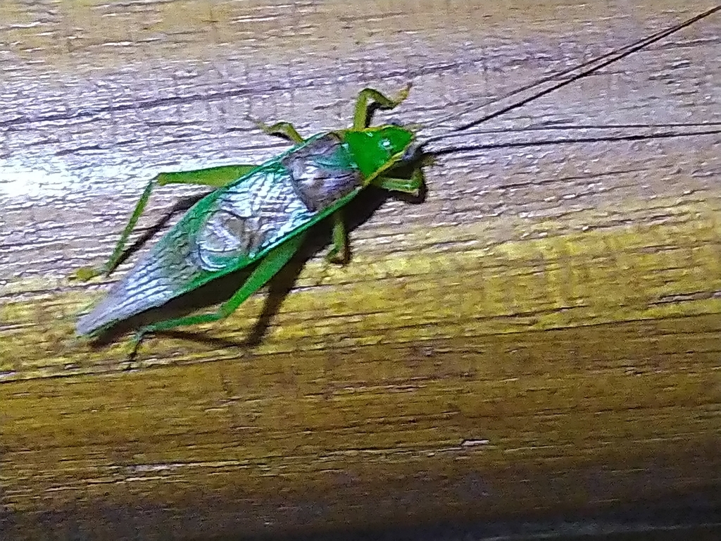 Green Tree Cricket from X76X+QW4, Ngadirgo, Mijen, Semarang City ...