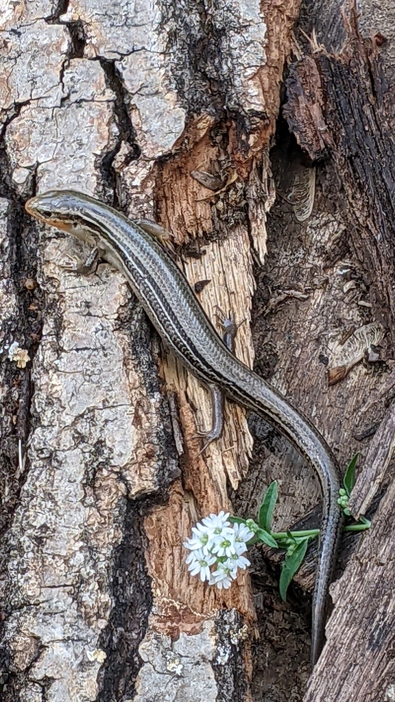 Prairie Skink in July 2022 by Angie D. · iNaturalist