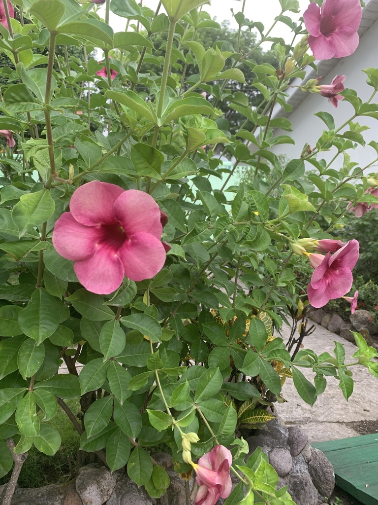 Purple Allamanda from Montserrat, Saint Peters, MS on July 09, 2022 at ...