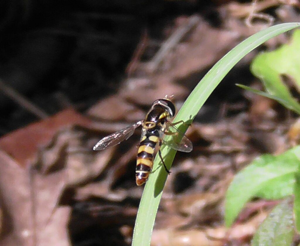 Yellow-shouldered Hover Fly from Watsonville QLD 4887, Australia on ...
