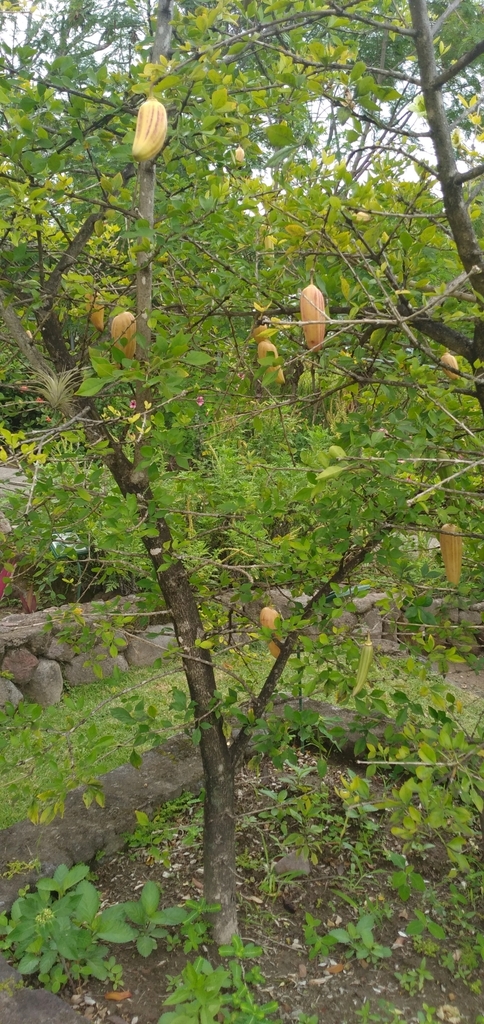 cuachilote from Saint Peter, MS on July 9, 2022 at 09:17 AM by Bbz Rita ...