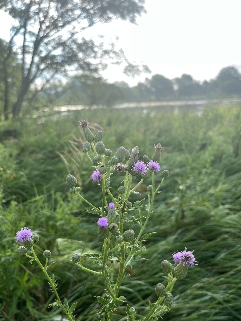 creeping thistle from Coon Rapids, IA, US on July 09, 2022 at 08:03 AM ...