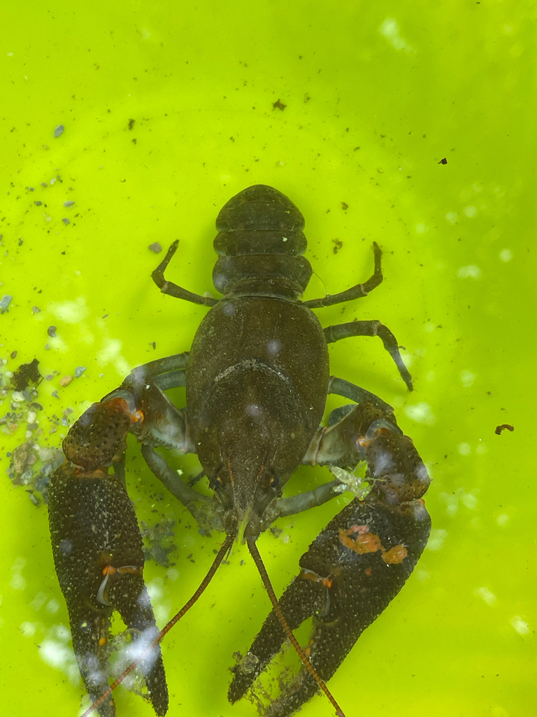 European Crayfish in July 2022 by Leander Holz · iNaturalist