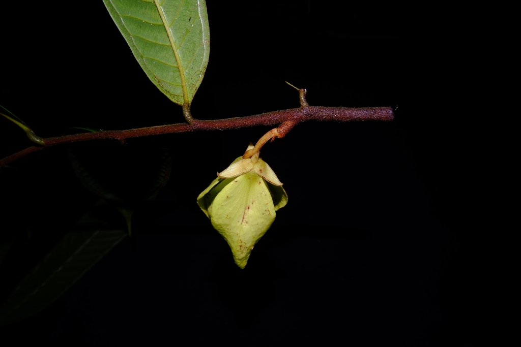 Monocarpia marginalis from Taman Nasional Gunung Palung on October 20 ...