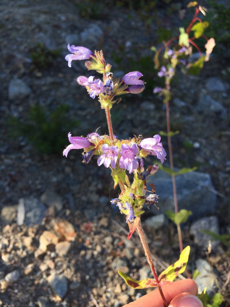 Penstemon from Oregon Caves National Monument, Josephine County, US-OR ...