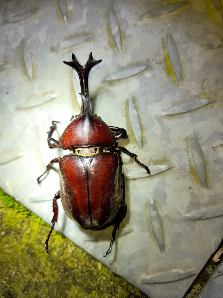 Trypoxylus dichotomus tsunobosonis from 605台灣嘉義縣阿里山鄉215 on July 09 ...