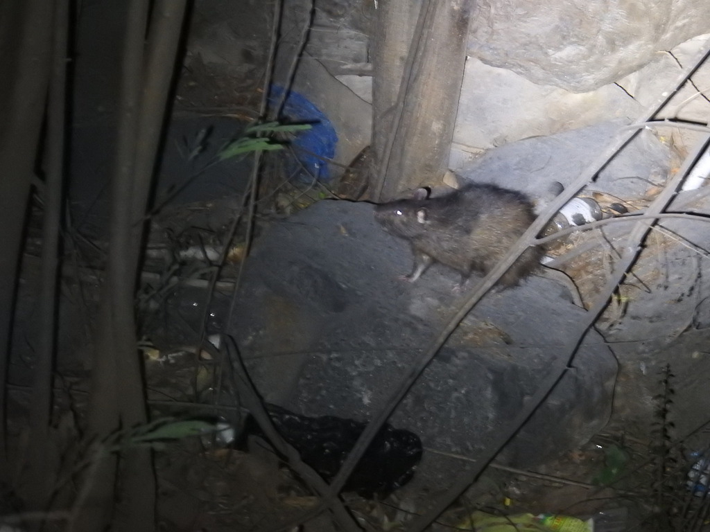Lesser Bandicoot-rat from Govindampalle, Andhra Pradesh, India on June ...