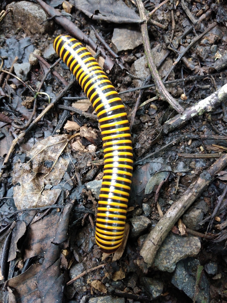 Round-backed Millipedes from Antigua Guatemala, Guatemala on July 4 ...