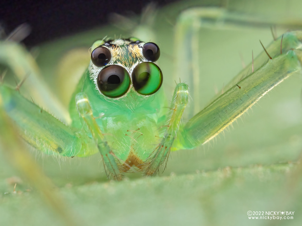 Translucent Green Jumping Spiders from Waita Lodge, Puerto Montúfar ...