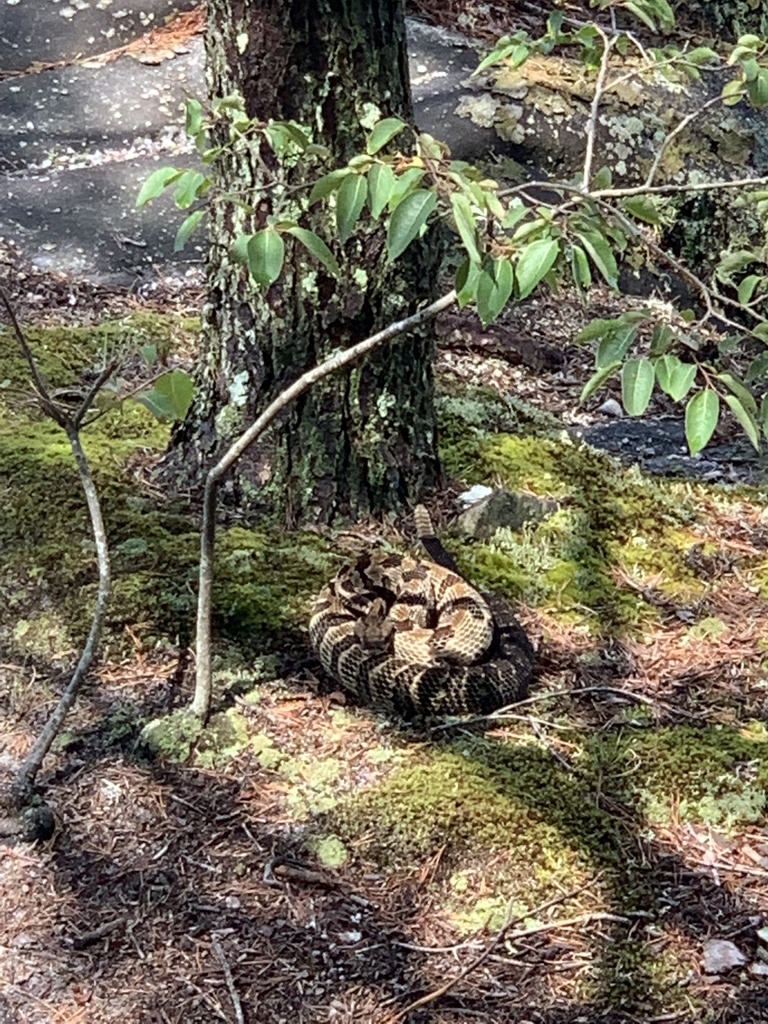 Timber Rattlesnake from South Pittsburg, TN, US on July 09, 2022 at 10: ...