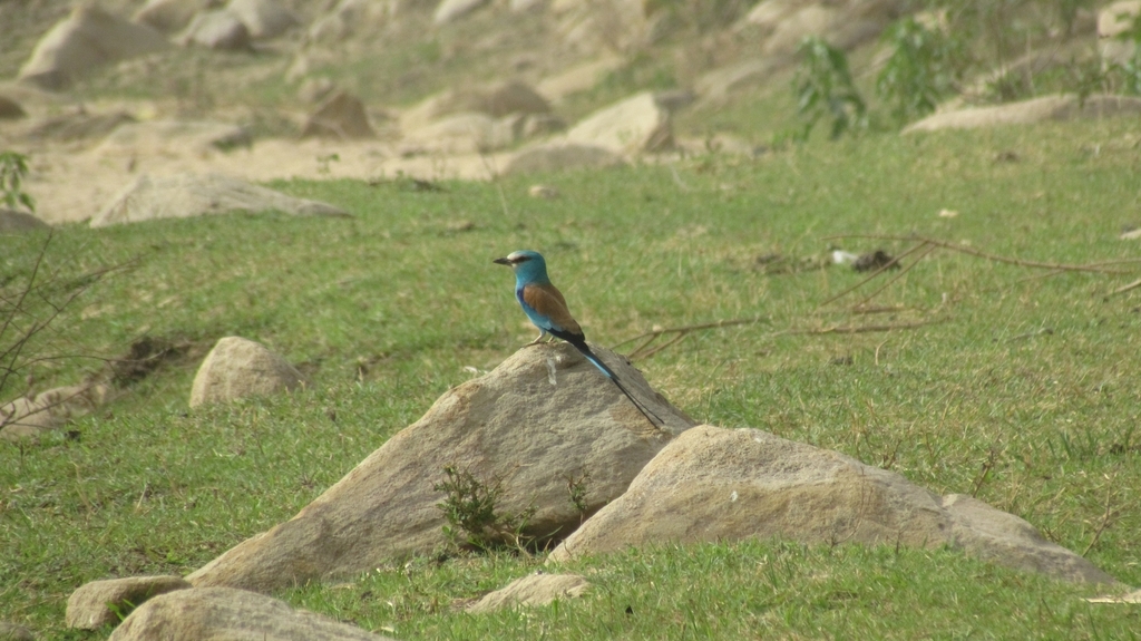 Abyssinian Roller from R8C6+6QC, 770117, Kaltungo, Nigeria on March 25 ...
