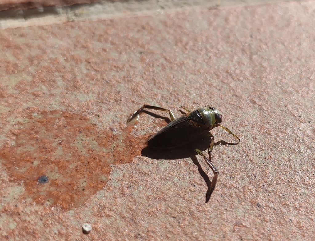 peppered backswimmer from Vigo Memorial on July 09, 2022 at 06:29 PM by ...