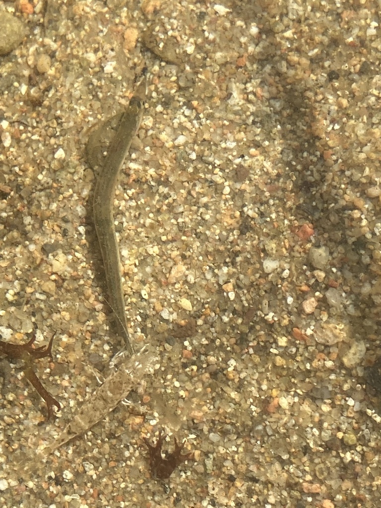 Sand Shrimp in July 2022 by toochill. Eating a Sand Lance · iNaturalist