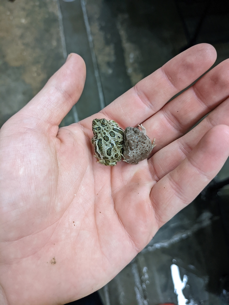 Great Plains Toad from Haysville, KS, USA on July 07, 2022 at 02:15 PM ...