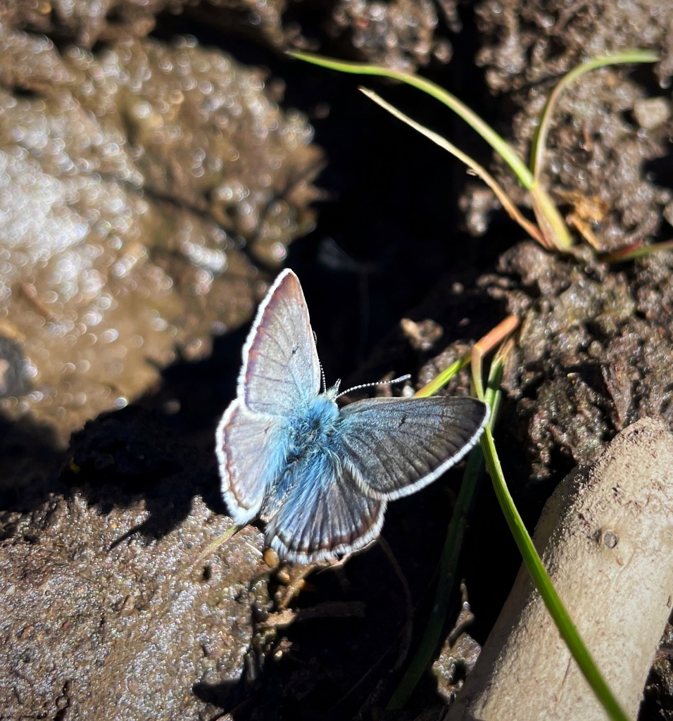 Gossamer-winged Butterflies from Yellow Lake, Kamas, UT, US on July 08 ...