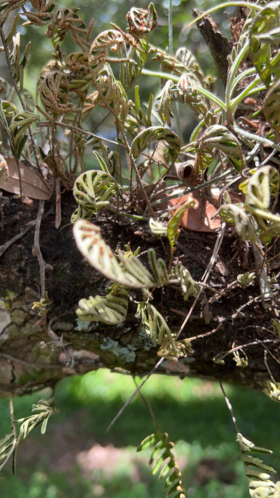 resurrection fern from Orlando on July 09, 2022 at 01:28 PM by Melisa ...