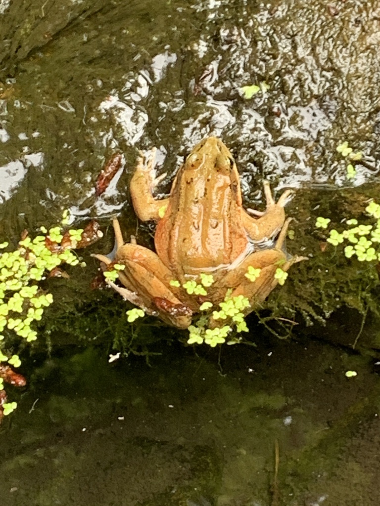 Northern Red-legged Frog in July 2022 by Tim Dahl · iNaturalist