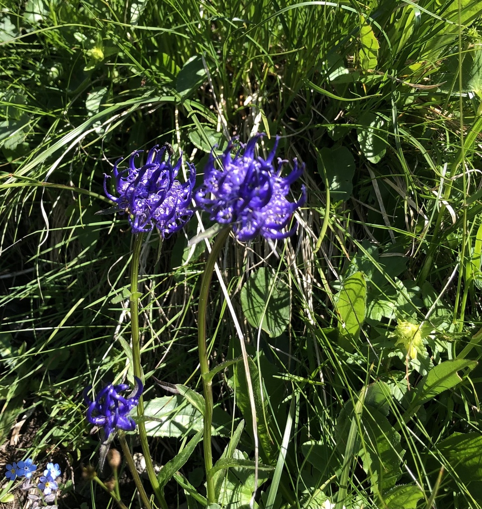 Round-headed Rampion from Dalaas, Vorarlberg, AT on July 09, 2022 at 10 ...