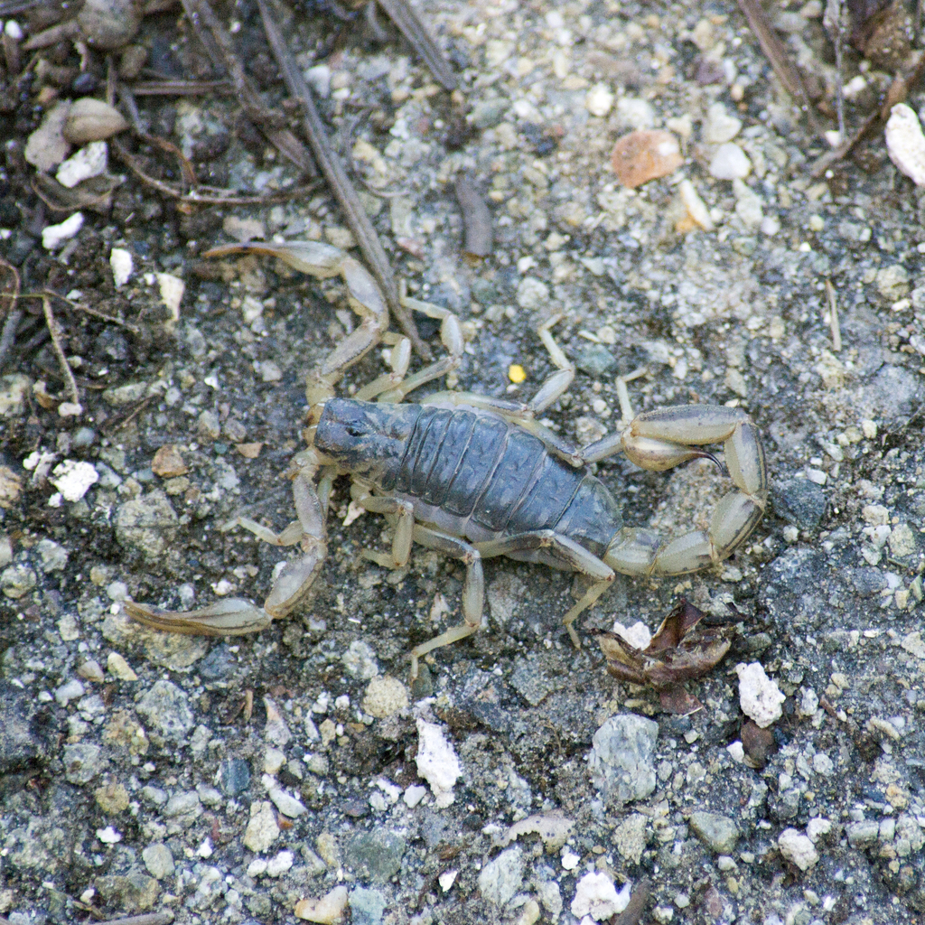 California common scorpion from Marin County, CA, USA on May 8, 2021 at ...